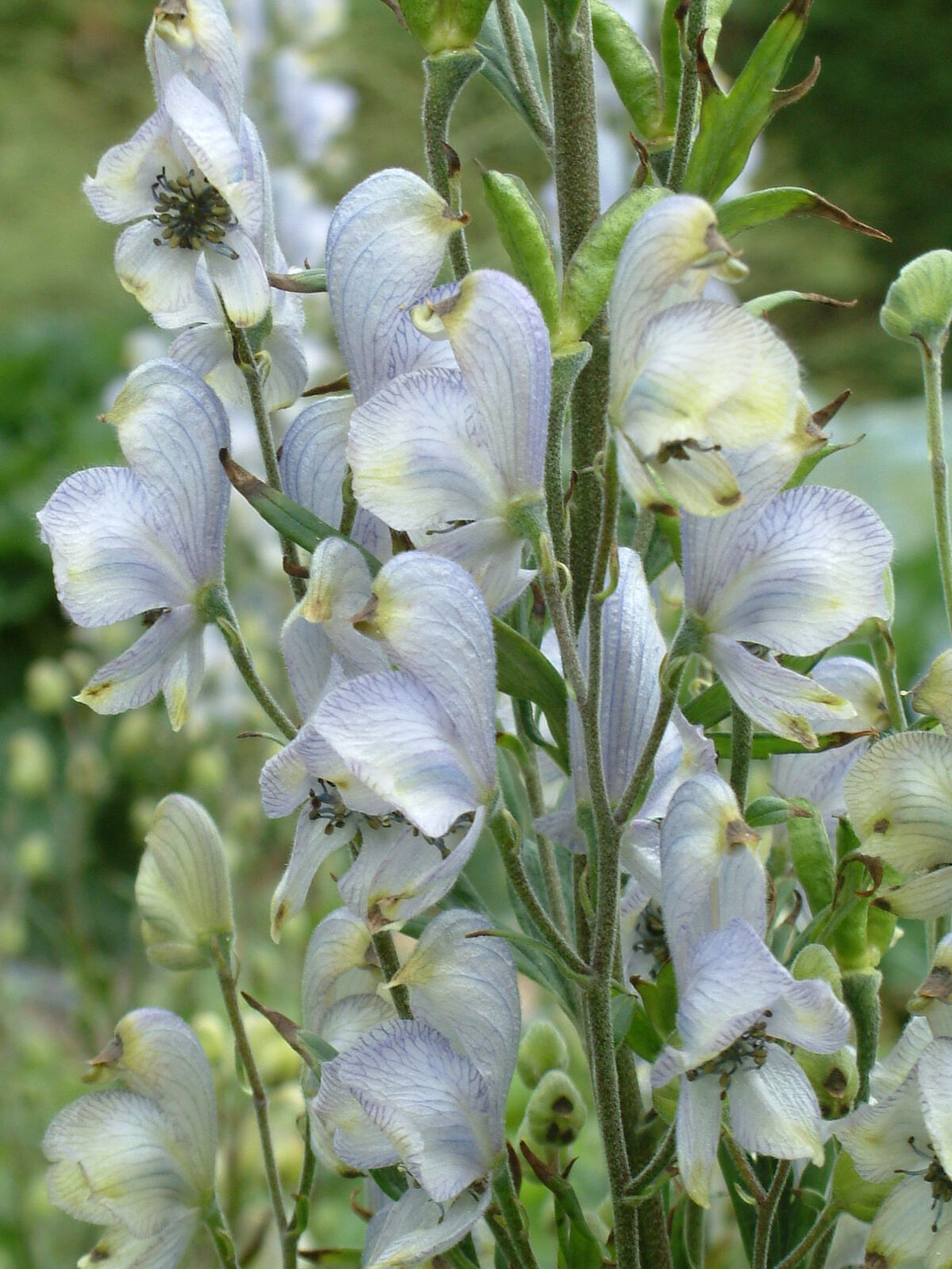 Aconitum 'Stainless Steel' - The Beth Chatto Gardens