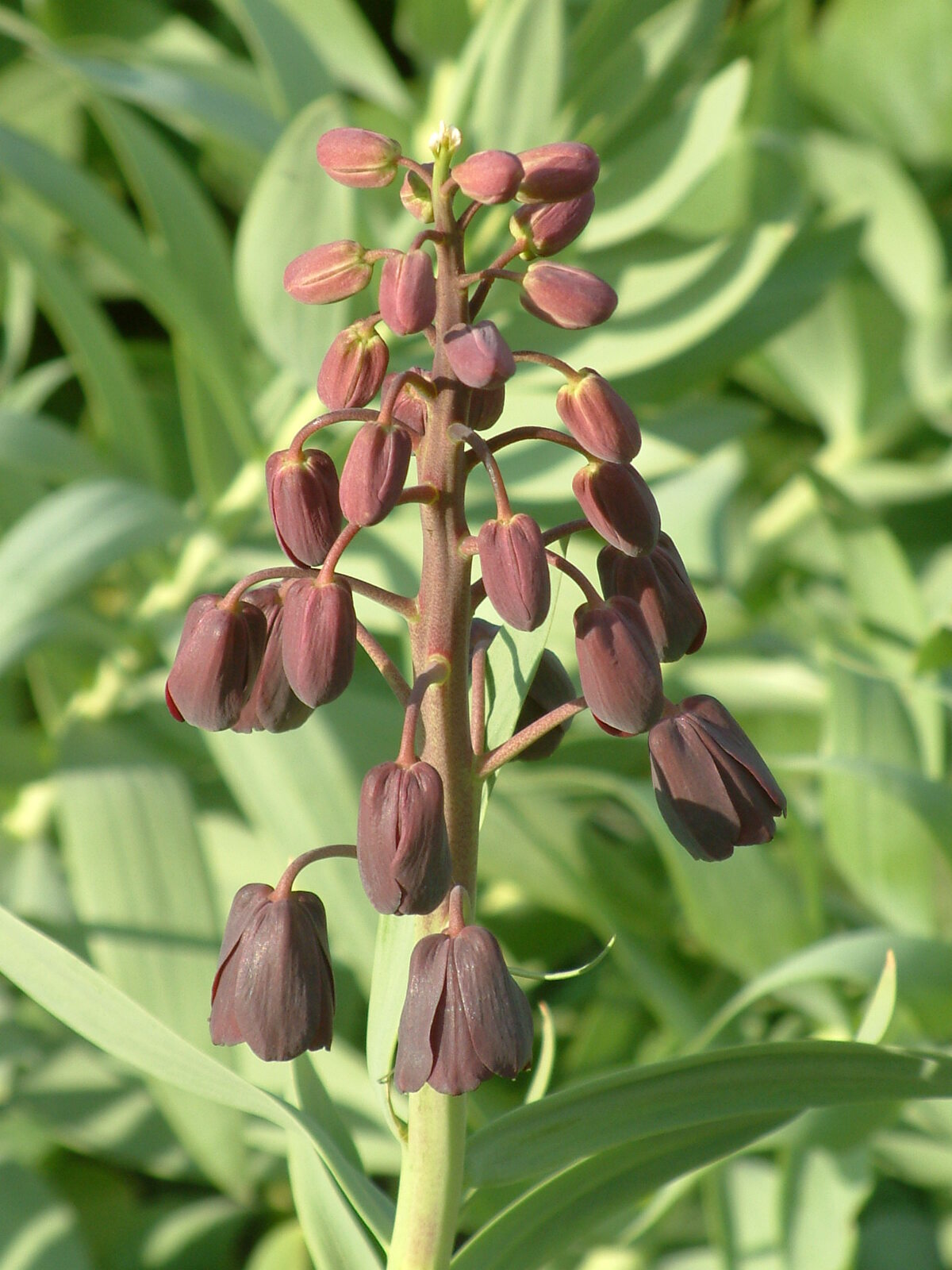 Fritillaria persica - The Beth Chatto Gardens