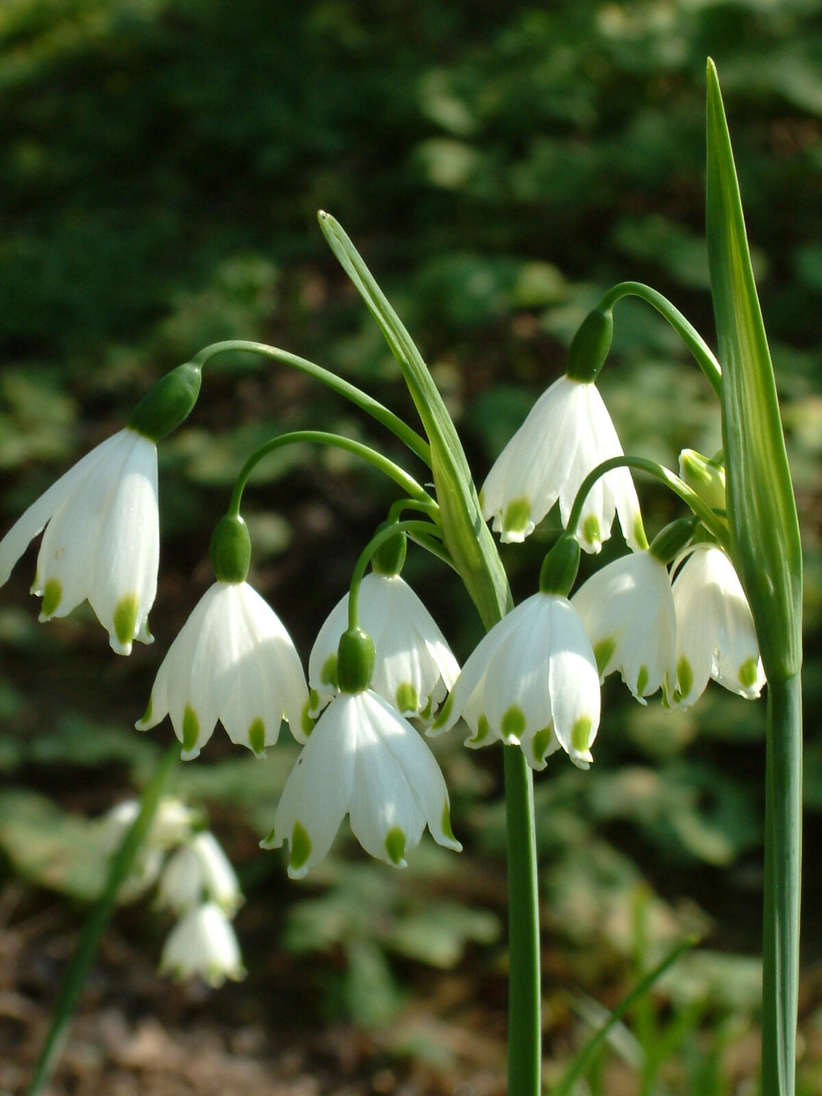 Leucojum 'Gravetye Giant' - The Beth Chatto Gardens