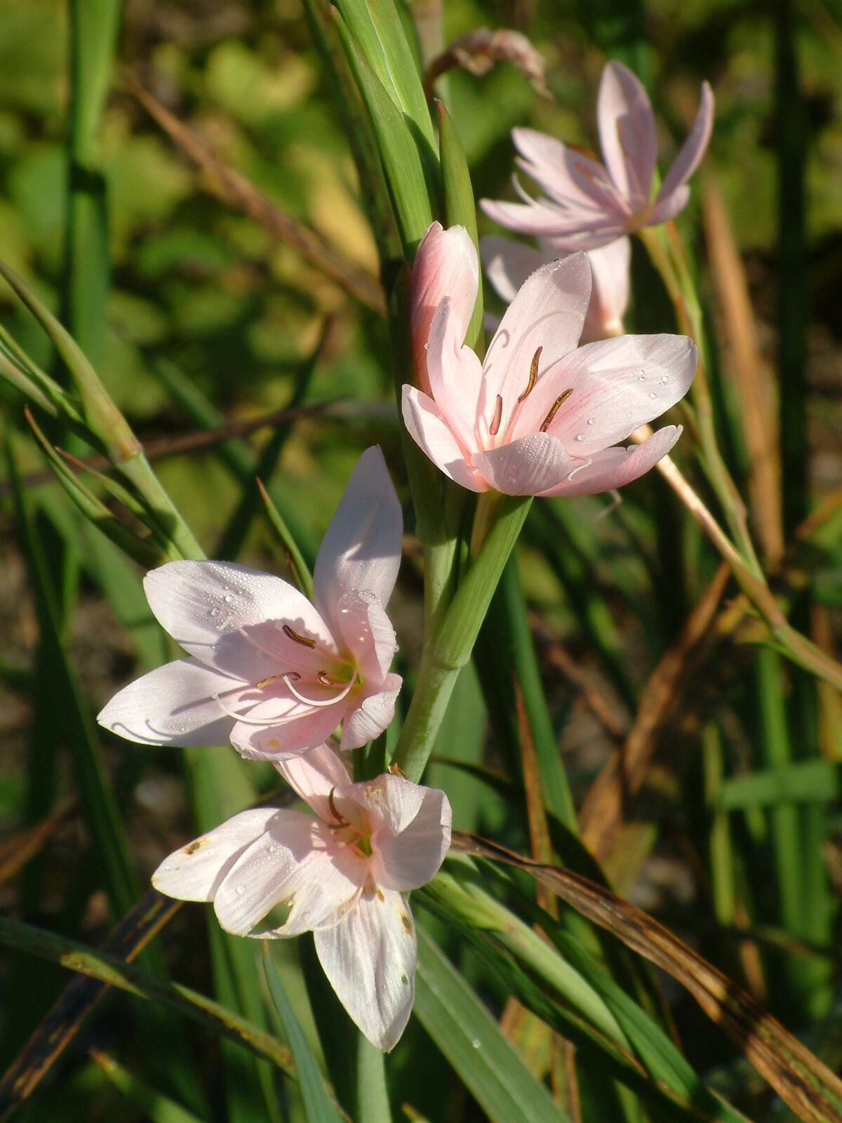 Hesperantha coccinea 'Pallida' - Beth Chatto's Plants & Gardens