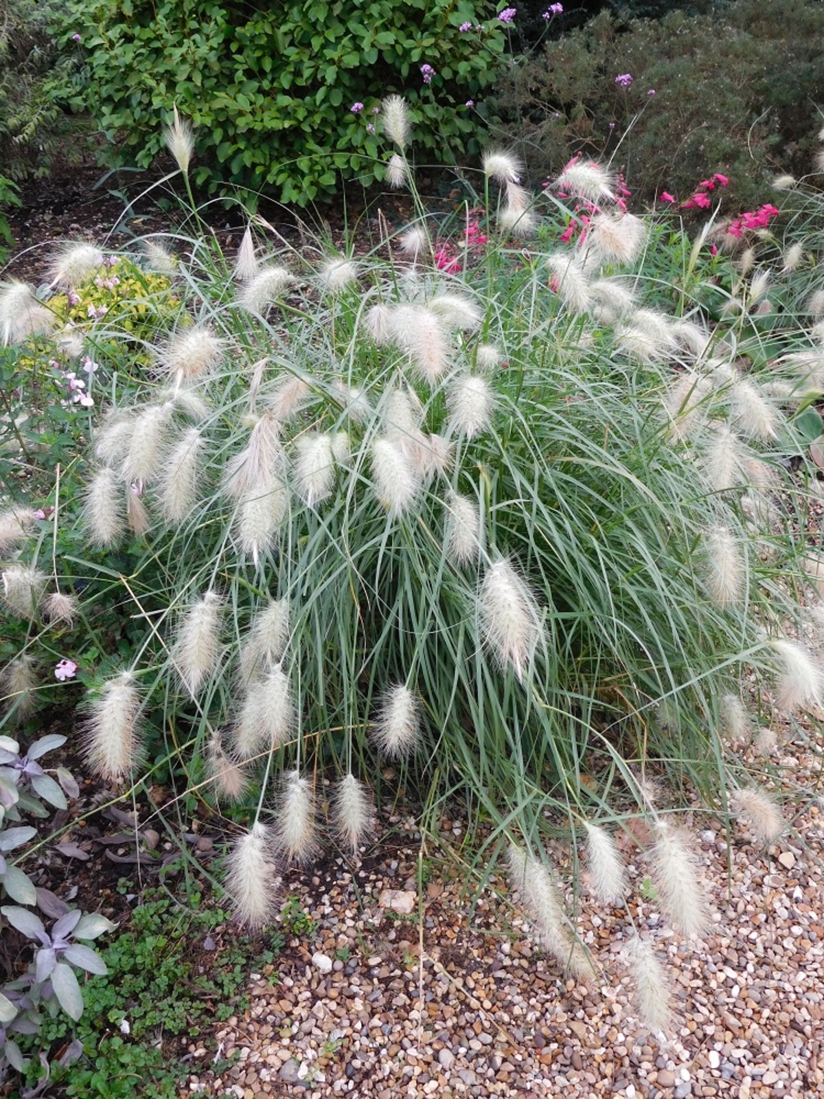 Pennisetum Villosum The Beth Chatto Gardens