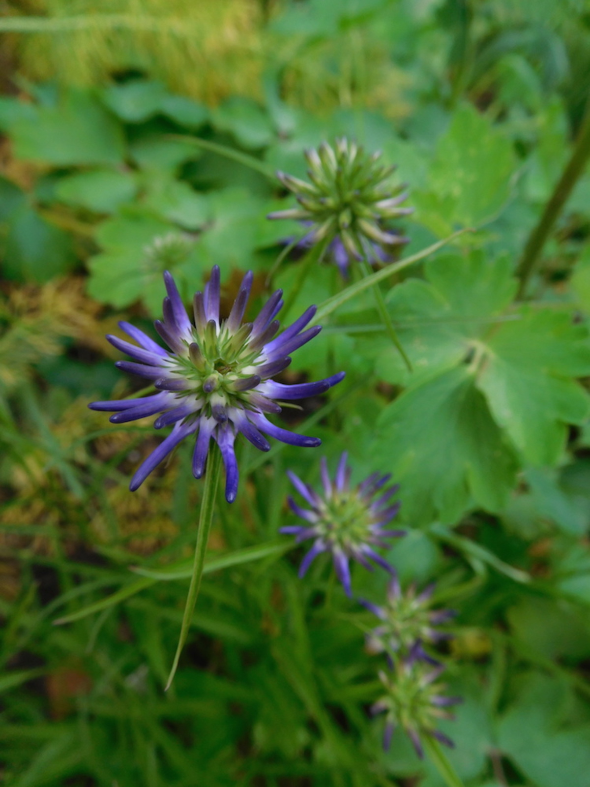 All Plants > Phyteuma scheuchzeri - The Beth Chatto Gardens