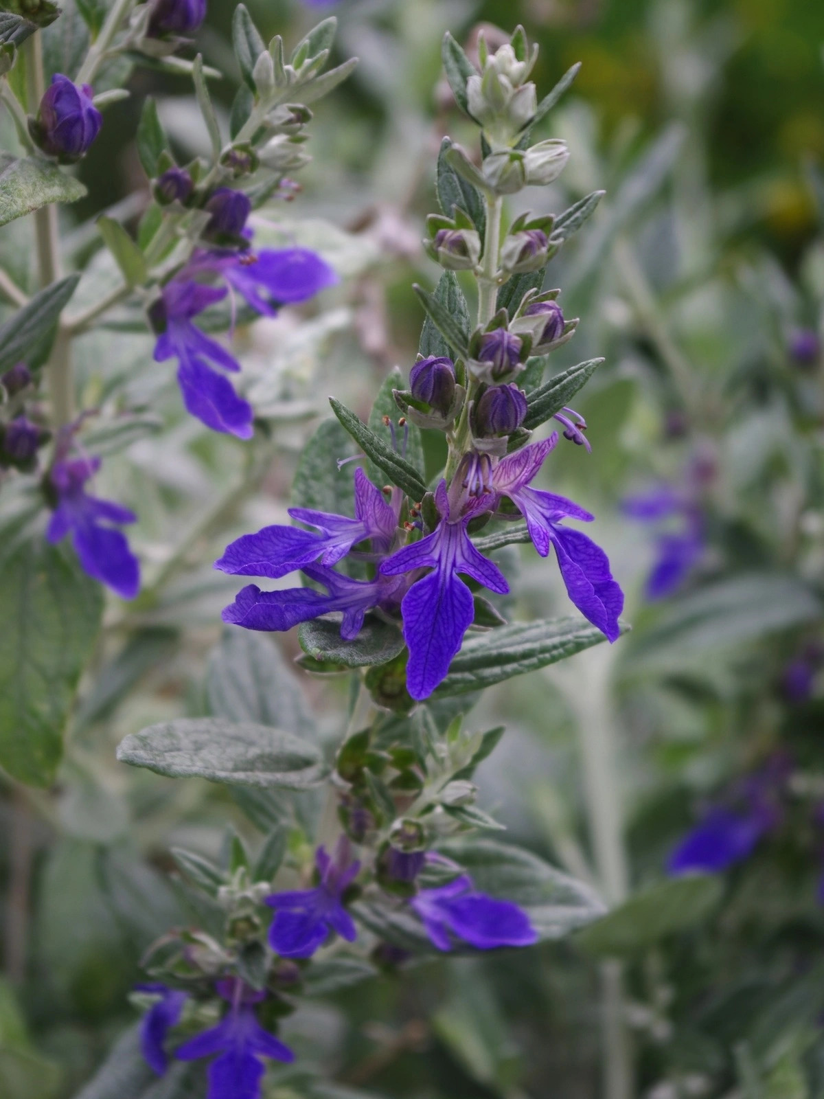 Teucrium Fruticans Azureum Beth Chatto s Plants Gardens Teucrium Fruticans Azureum Beth Chatto s Plants Gardens