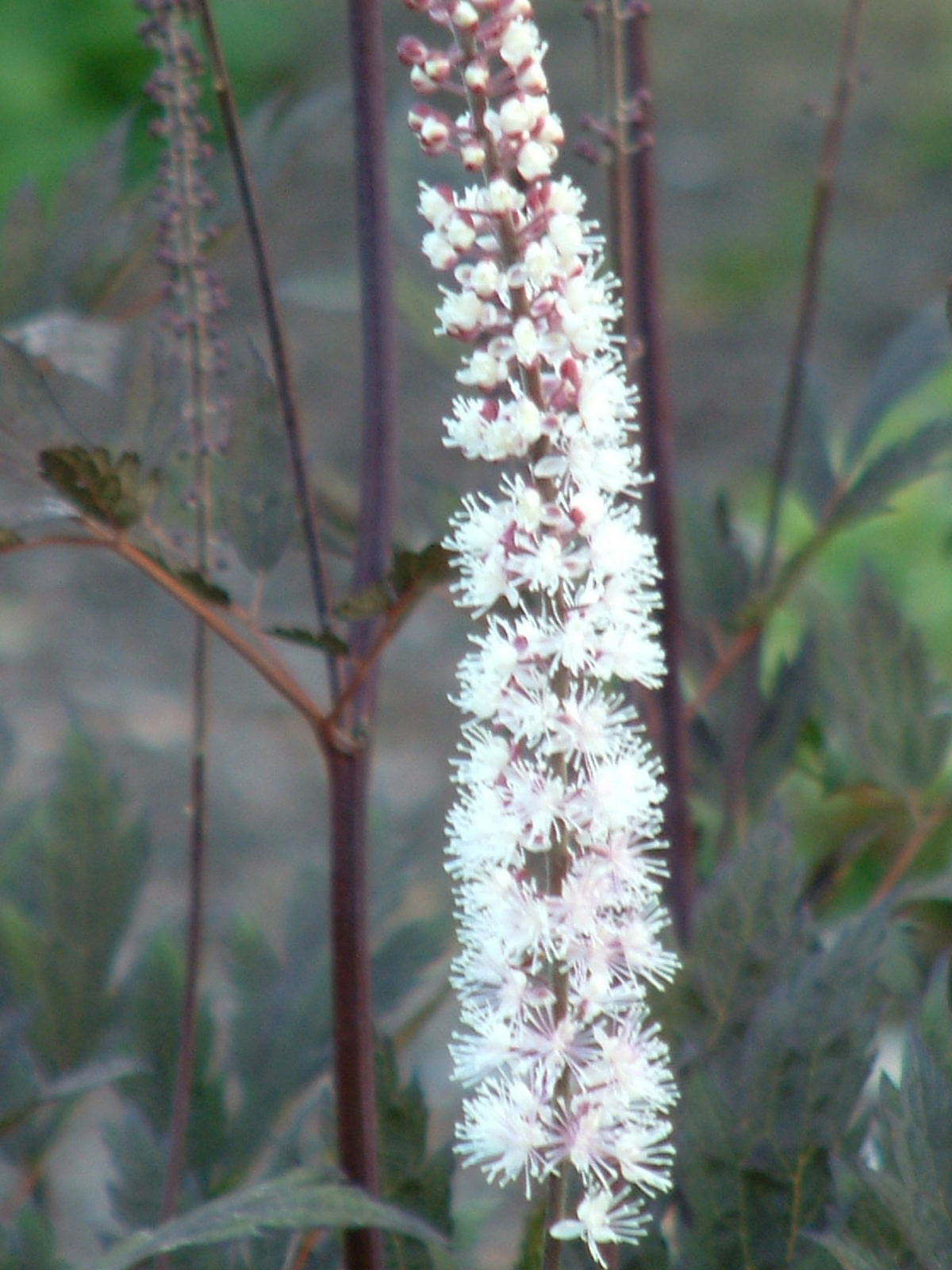 Actaea simplex 'Brunette' - Beth Chatto's Plants & Gardens