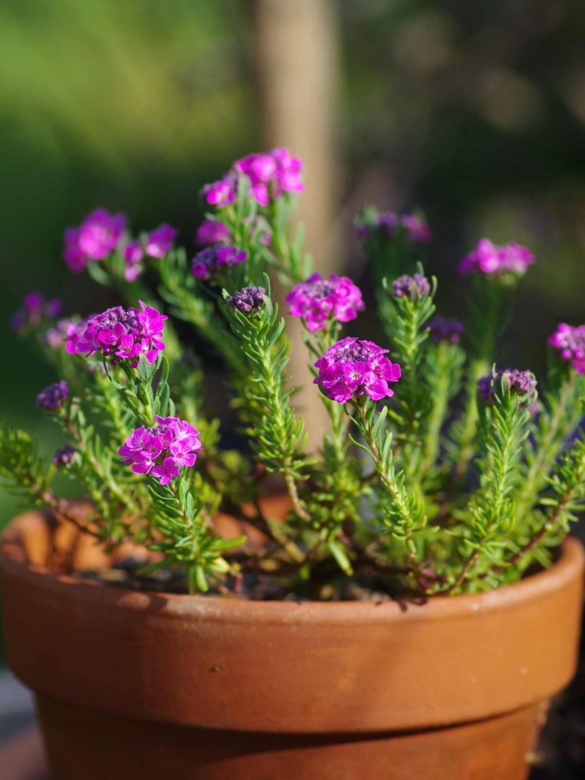 Aethionema 'Warley Rose' - Beth Chatto's Plants & Gardens