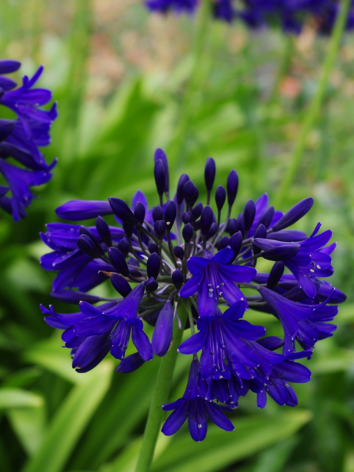 Agapanthus 'Marchants Cobalt' - The Beth Chatto Gardens