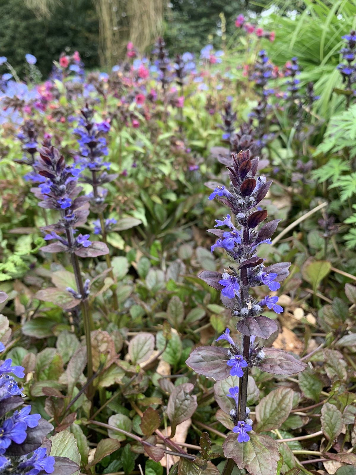 Ajuga reptans 'Catlin's giant' - Beth Chatto Plants & Gardens