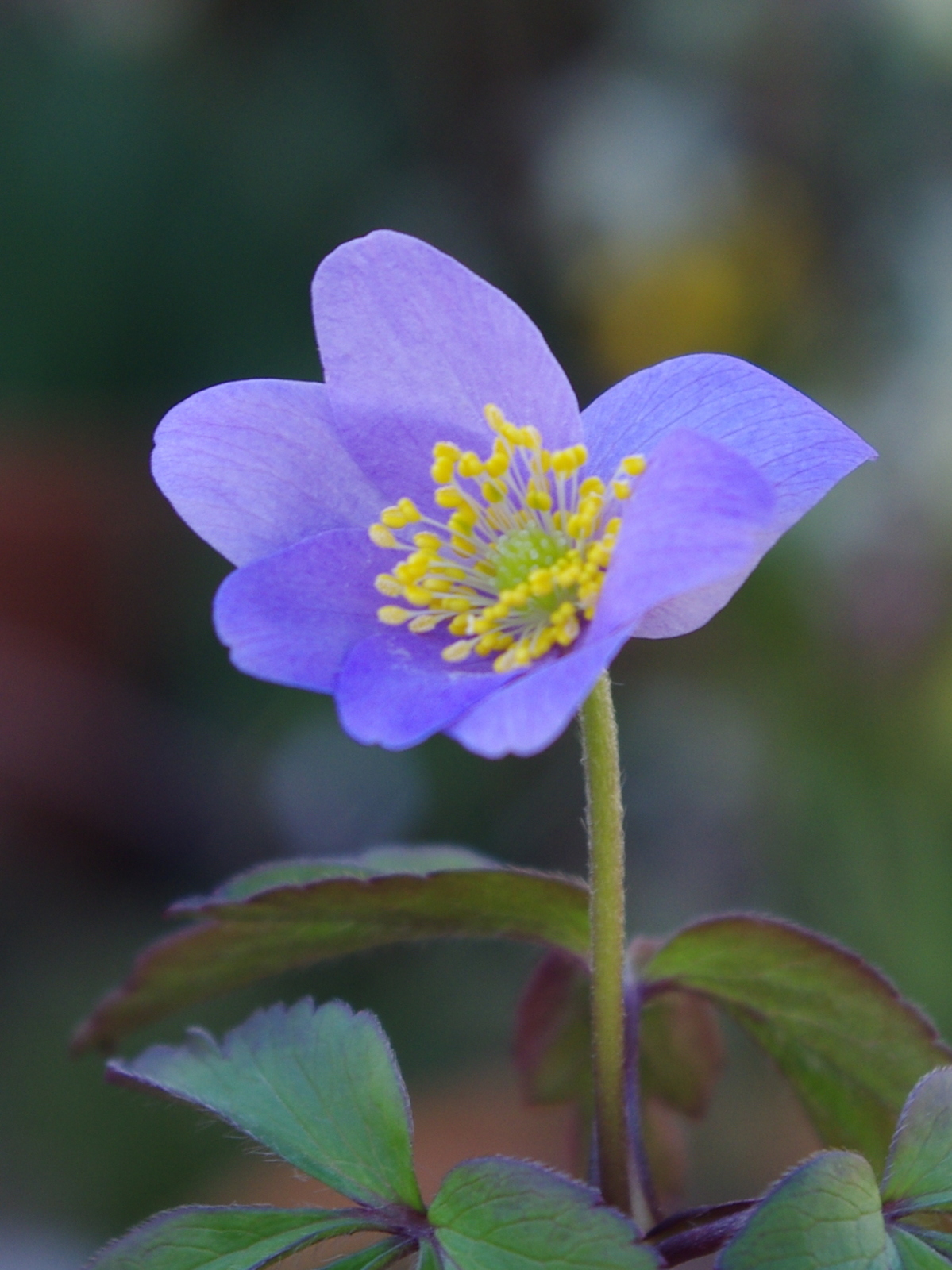 Anemone nemorosa 'Silbermowe' - Beth Chatto's Plants