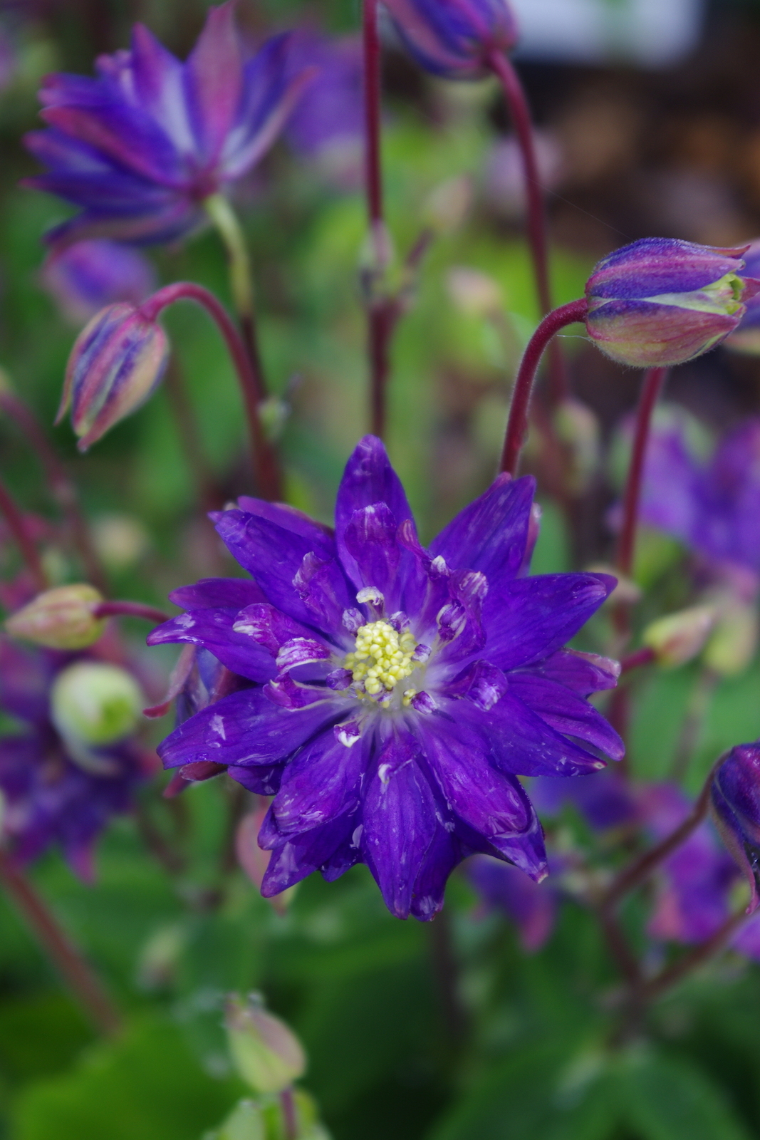 Aquilegia 'Clementine Blue' - The Beth Chatto Gardens