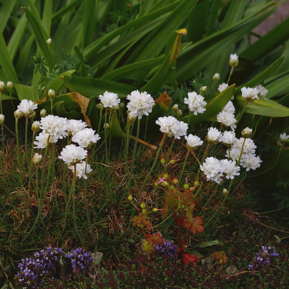 Plants | Armeria Maritima 'Alba' - The Beth Chatto Gardens