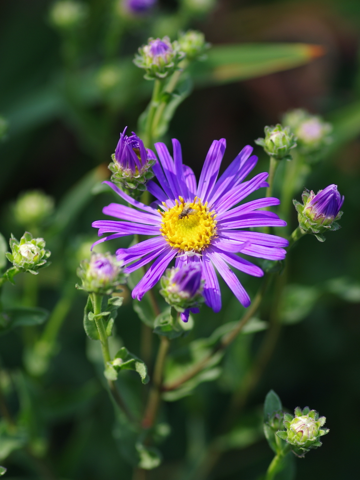 Aster amellus 'King George' - Beth Chatto's Plants