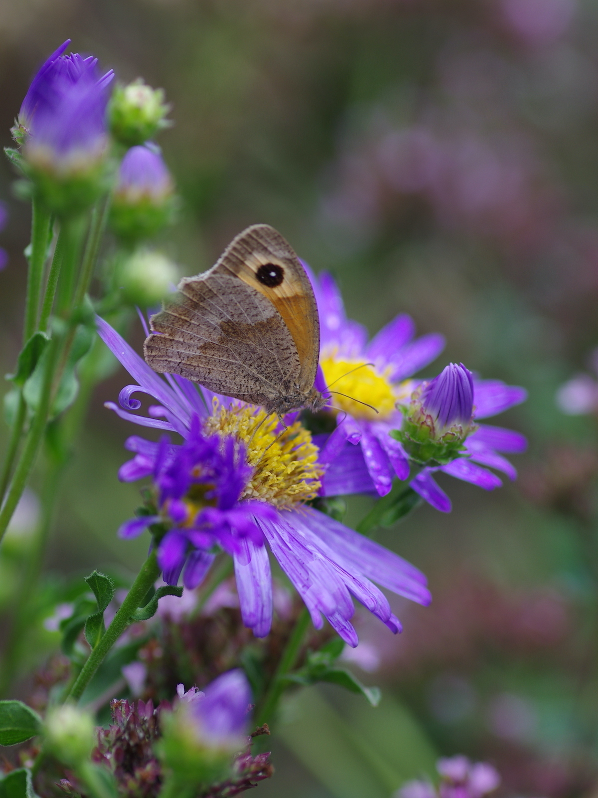 Aster amellus 'King George' - Beth Chatto's Plants