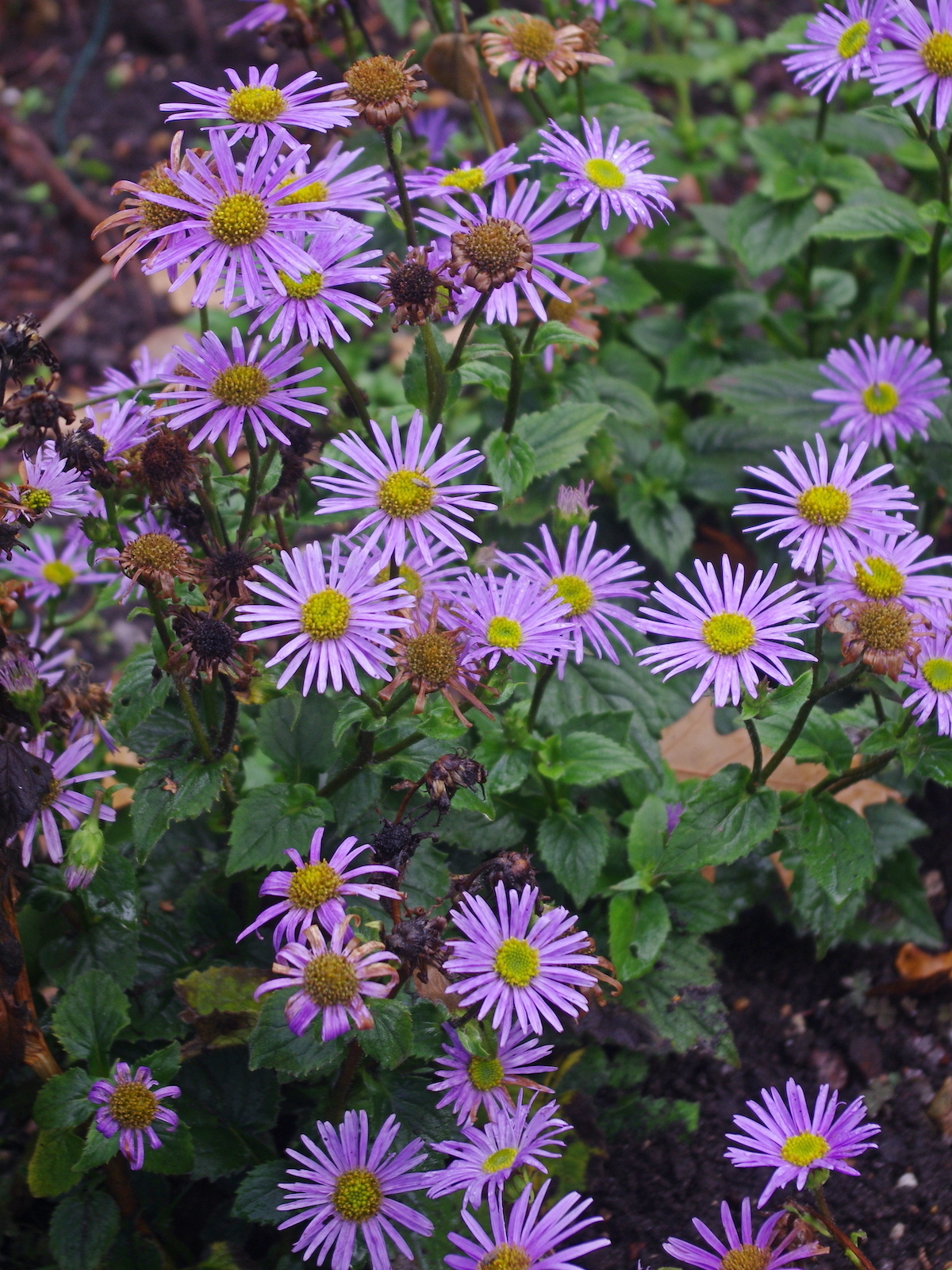 Aster peduncularis - Beth Chatto's Plants & Gardens