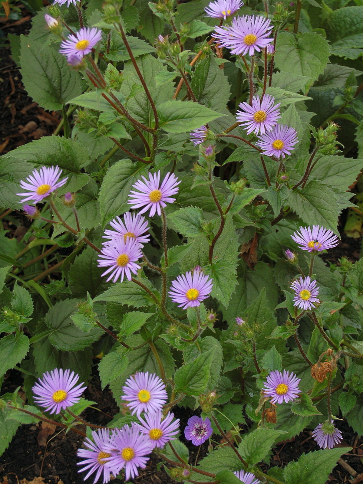 Aster peduncularis - Beth Chatto's Plants & Gardens
