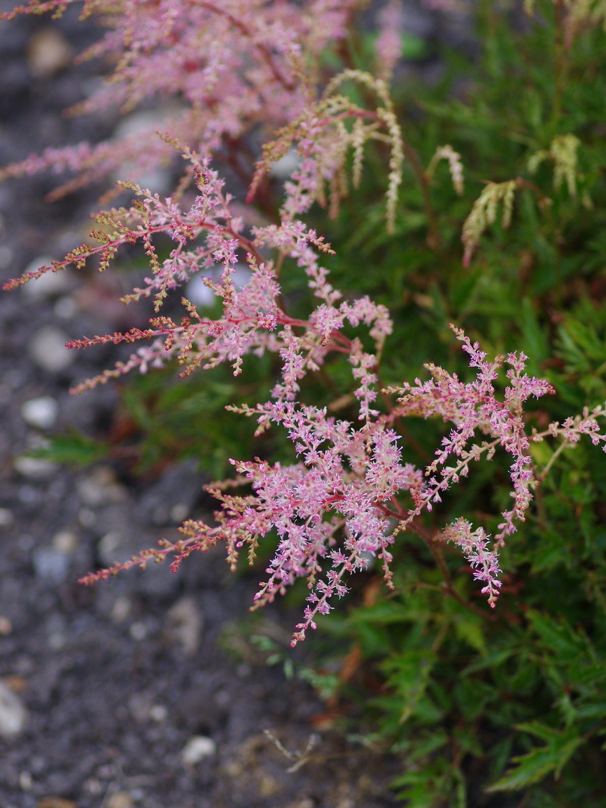 Astilbe 'Sprite' (simplicifolia) - The Beth Chatto Gardens