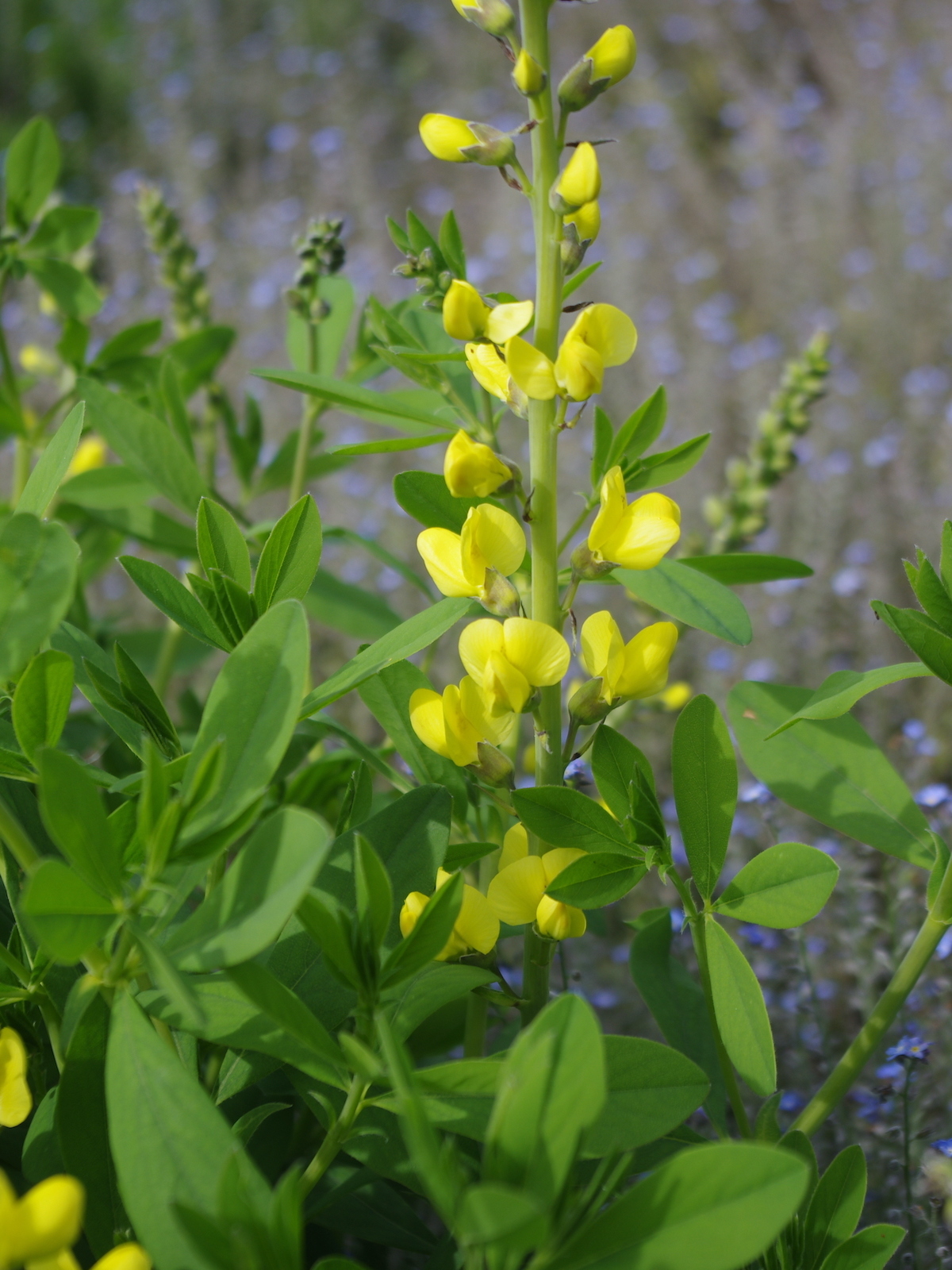 Baptisia ex Coen Jansen - Beth Chatto's Plants & Gardens