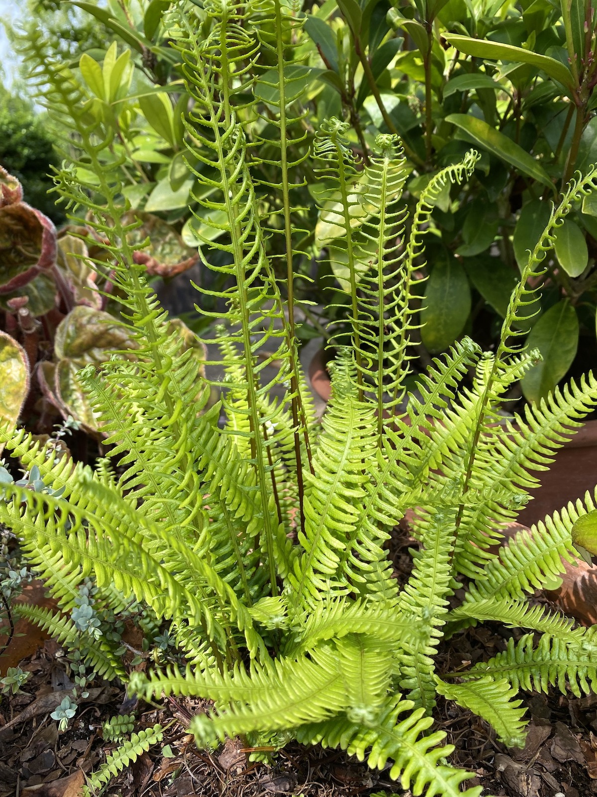 For Shade | Blechnum Spicant - The Beth Chatto Gardens