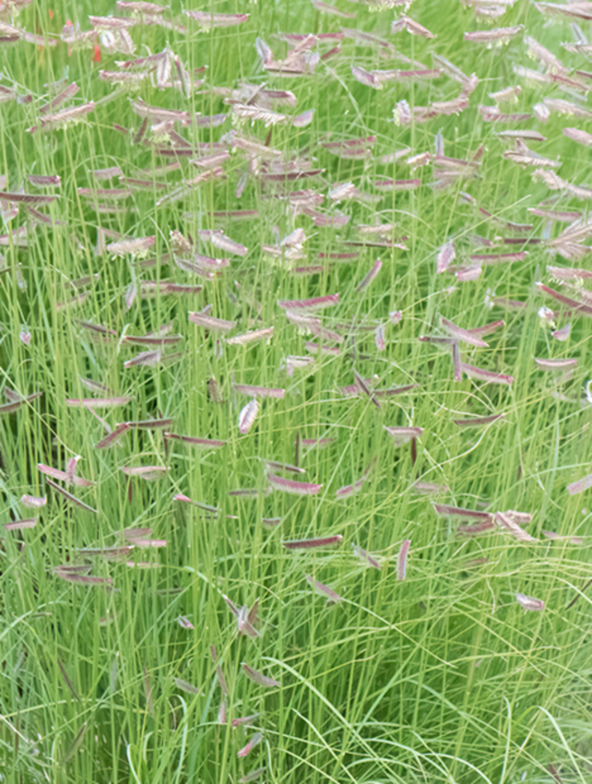 Bouteloua gracilis - Beth Chatto's Plants & Gardens
