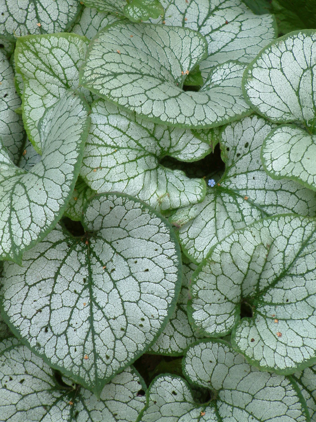 Brunnera macrophylla JackFrost - The Beth Chatto Gardens