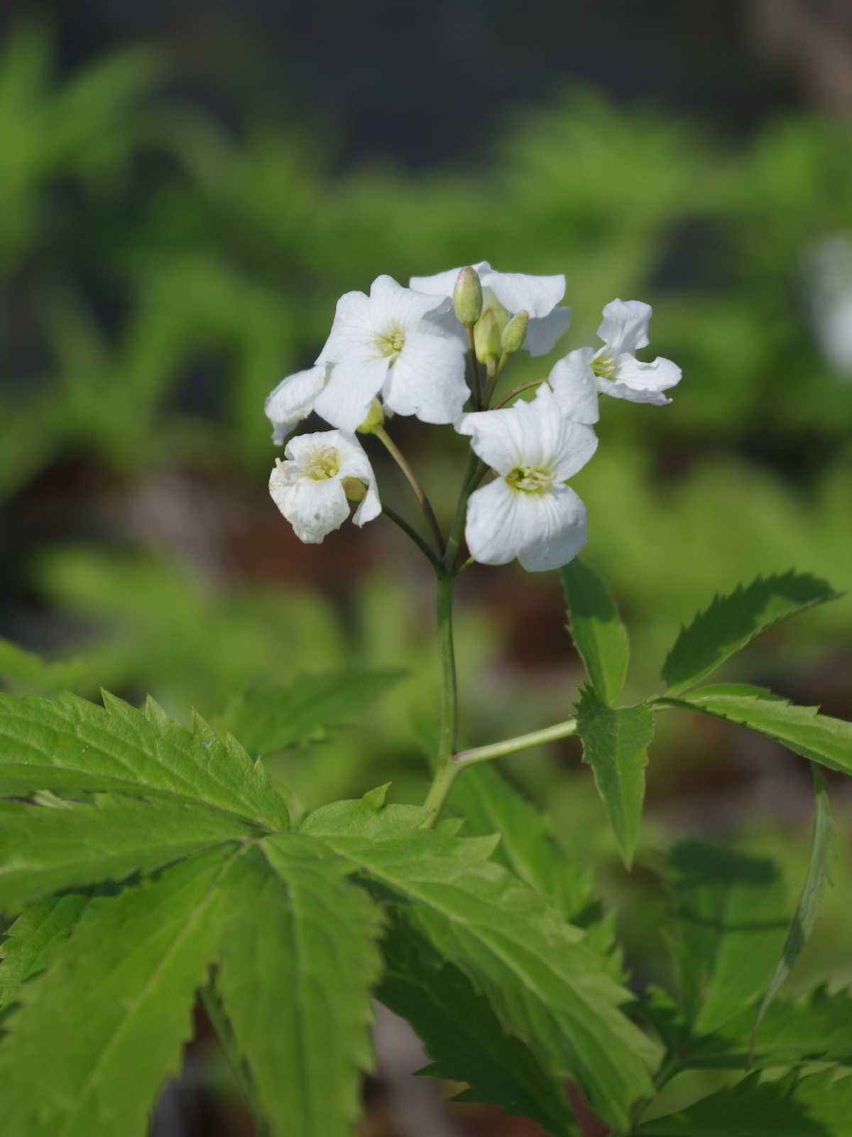 Shade | Cardamine Heptaphylla - The Beth Chatto Gardens