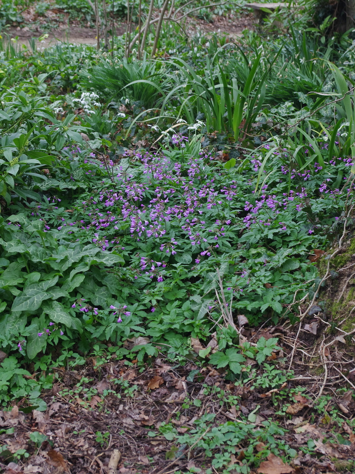 Cardamine quinquefolia - Beth Chatto's Plants & Gardens