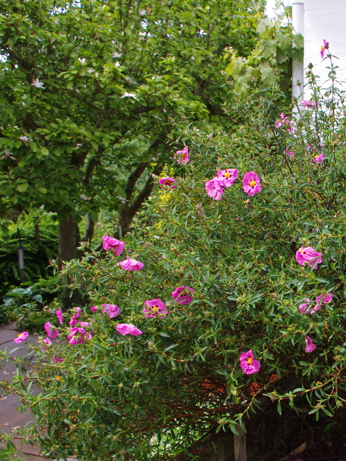 Cistus | Cistus x purpureus - The Beth Chatto Gardens
