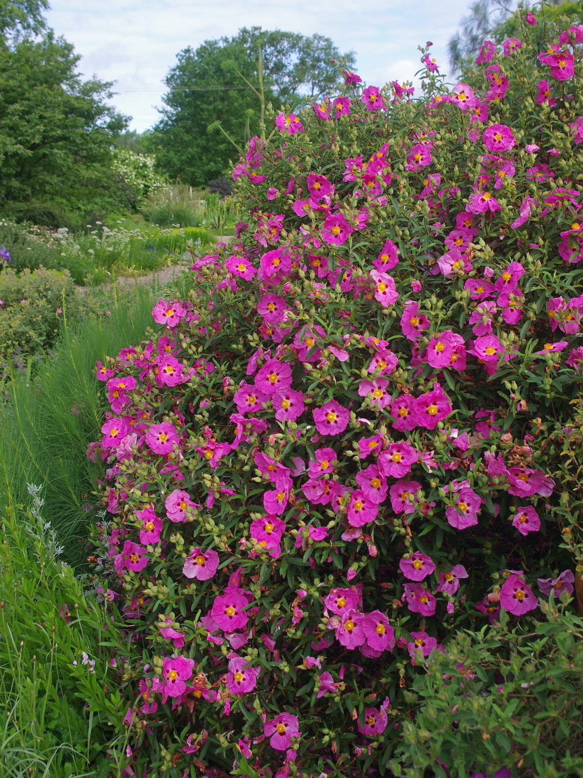 Cistus | Cistus x purpureus - The Beth Chatto Gardens