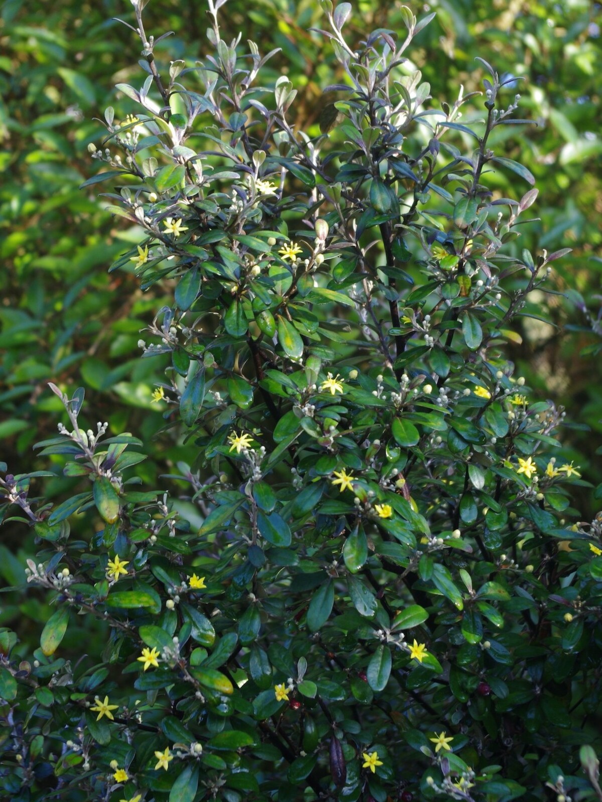 Corokia x virgata - Beth Chatto's Plants & Gardens