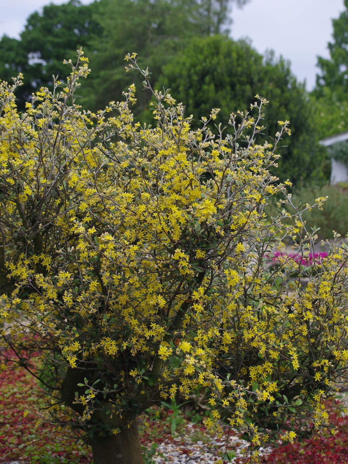 Corokia x virgata - Beth Chatto's Plants & Gardens