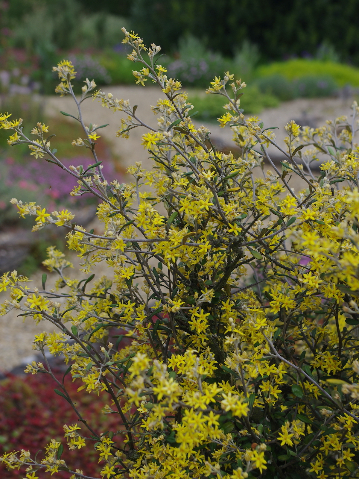 Corokia x virgata - Beth Chatto's Plants & Gardens