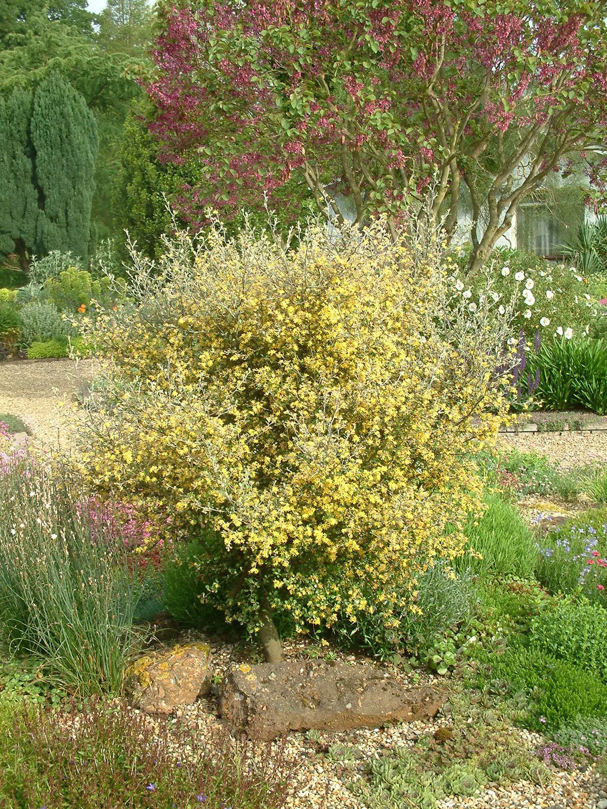 Corokia x virgata - Beth Chatto's Plants & Gardens
