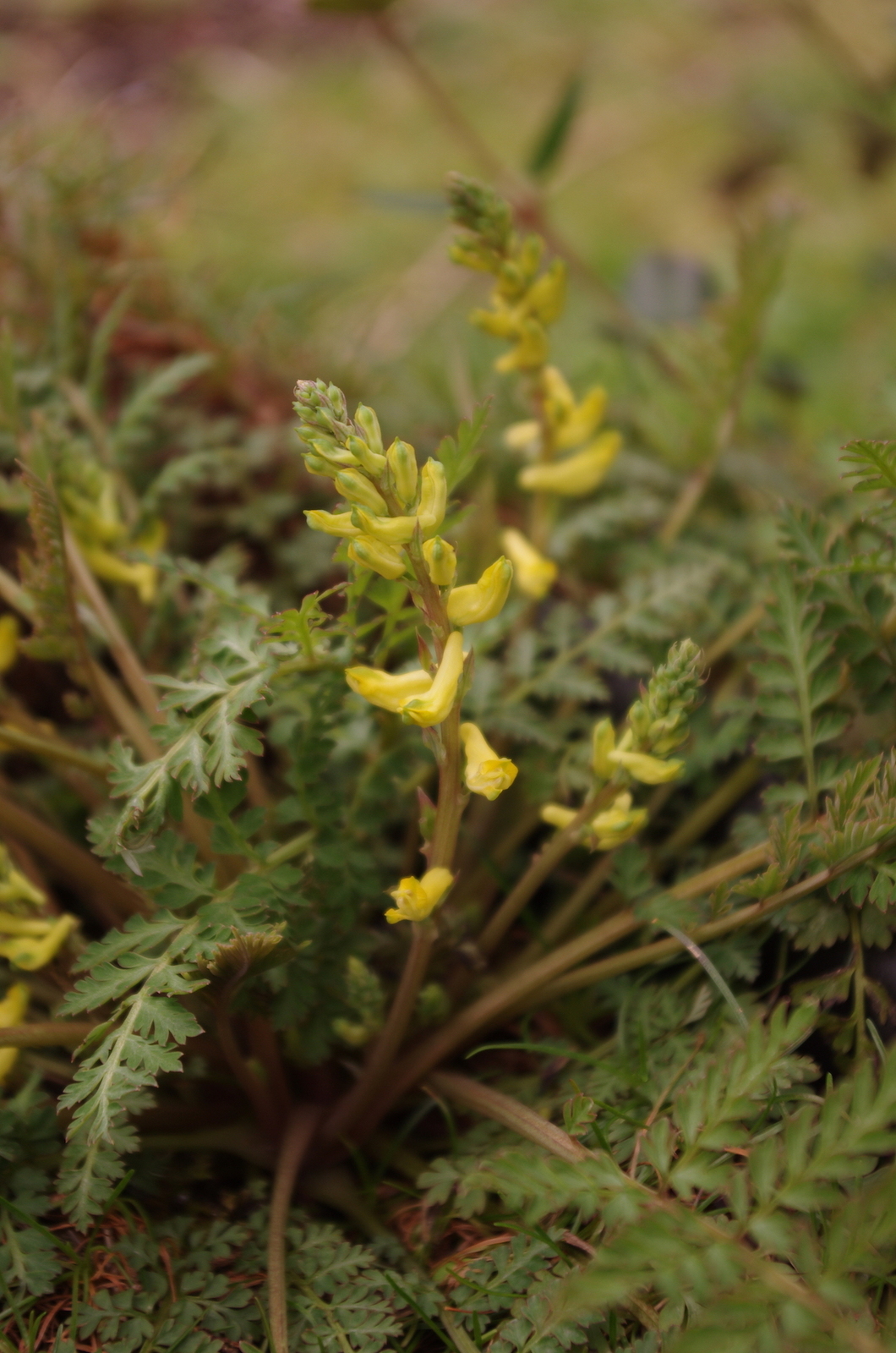 Corydalis cheilanthifolia - Beth Chatto's Plants & Gardens