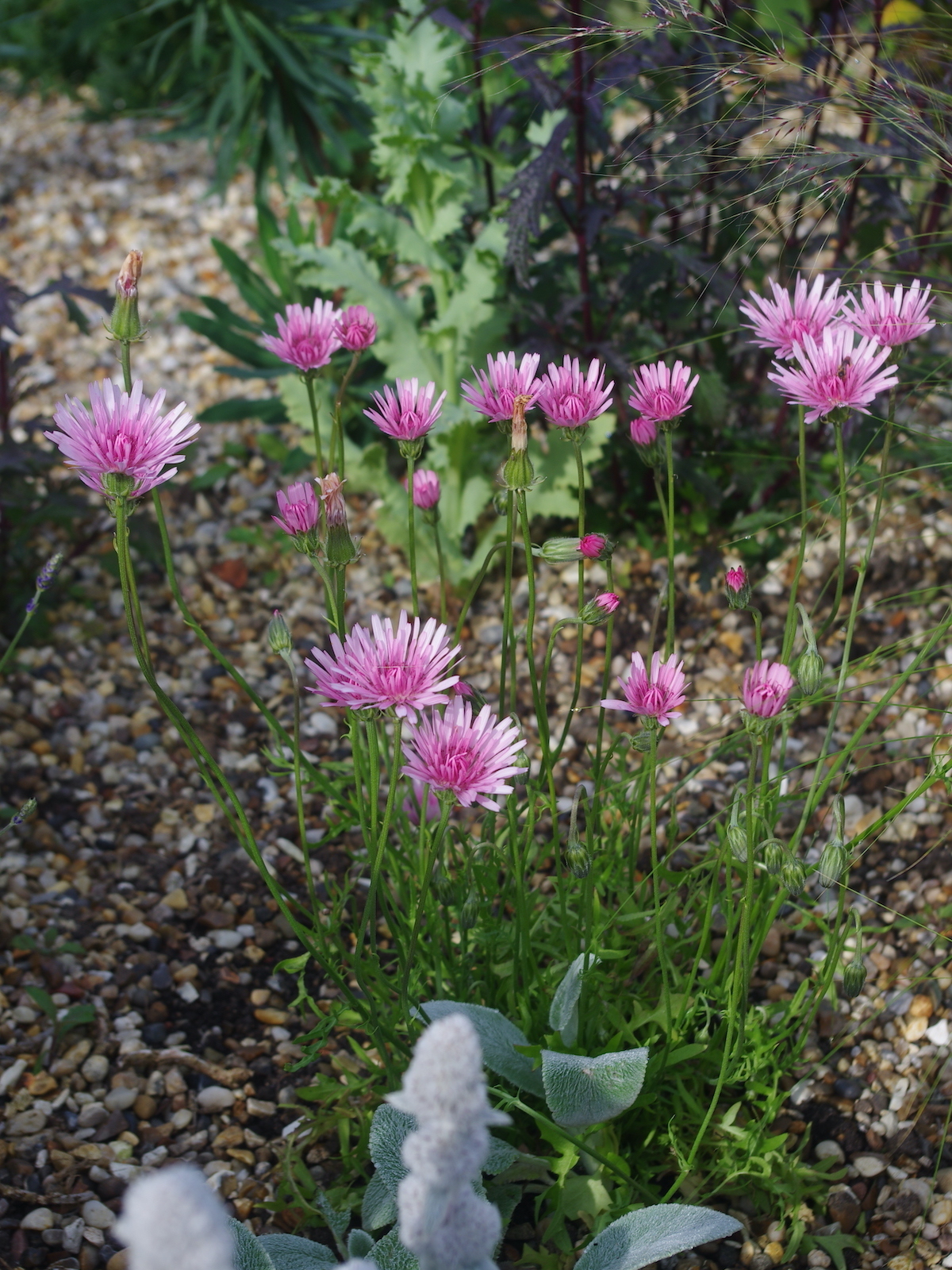 Crepis rubra - Beth Chatto's Plants & Gardens