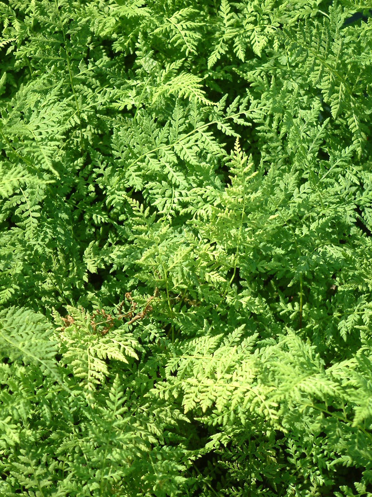 Cystopteris fragilis - Beth Chatto's Plants & Gardens