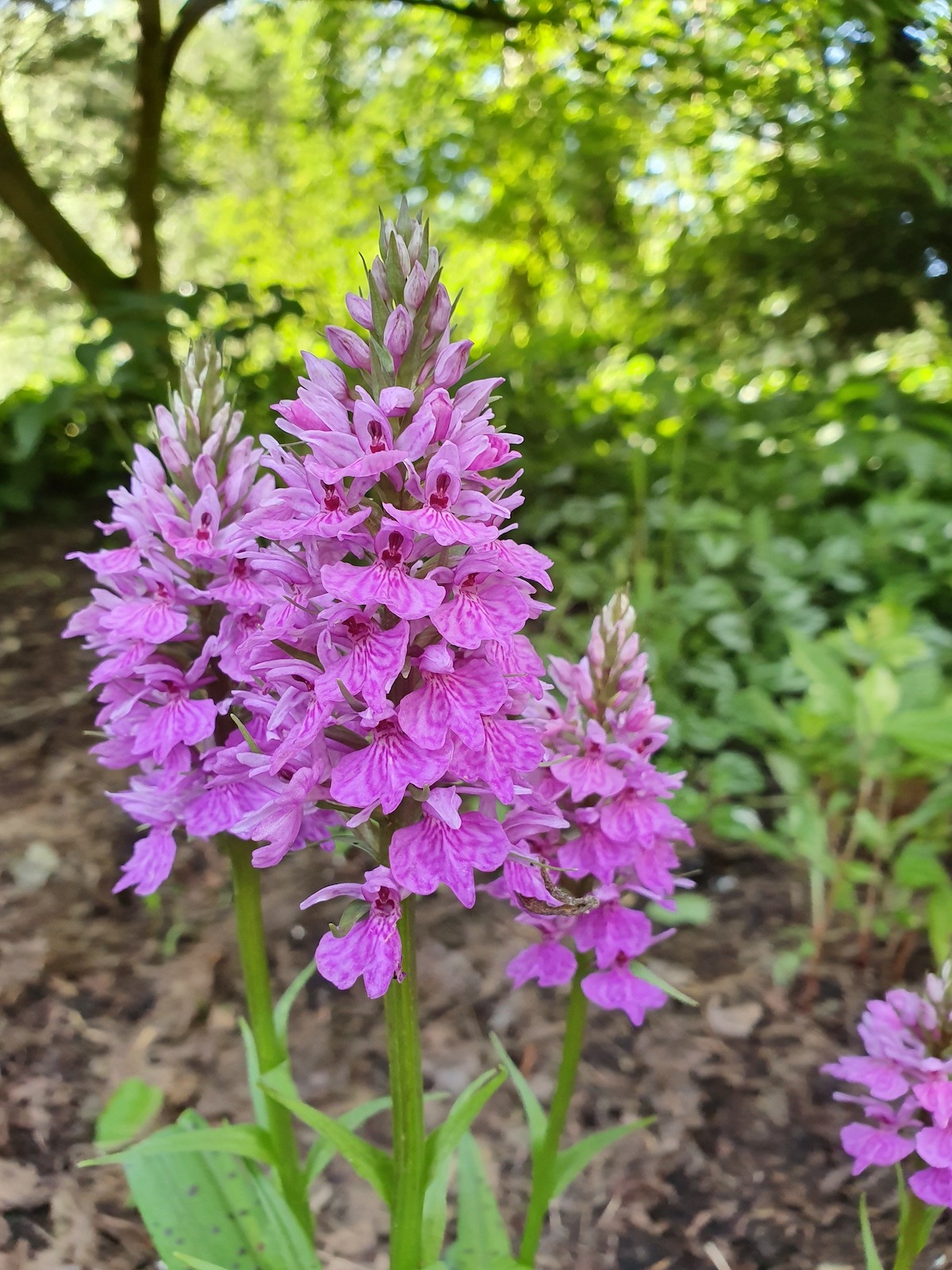 For Shade | Dactylorhiza foliosa - The Beth Chatto Gardens