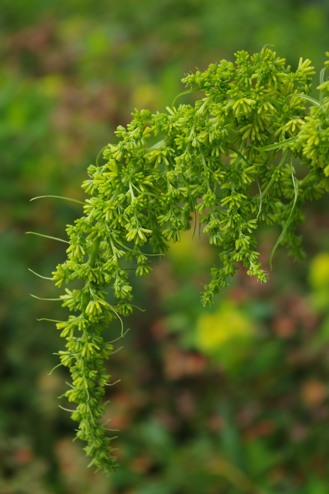 Datisca | Datisca cannabina - The Beth Chatto Gardens