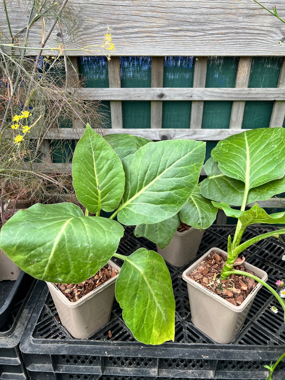 Dendroseris litoralis - Beth Chatto's Plants & Gardens