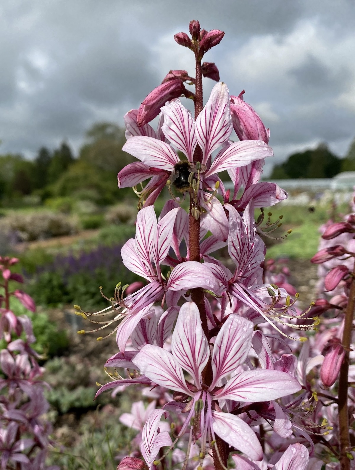 Dictamnus albus var. purpureus - Beth Chatto's Plants & Gardens