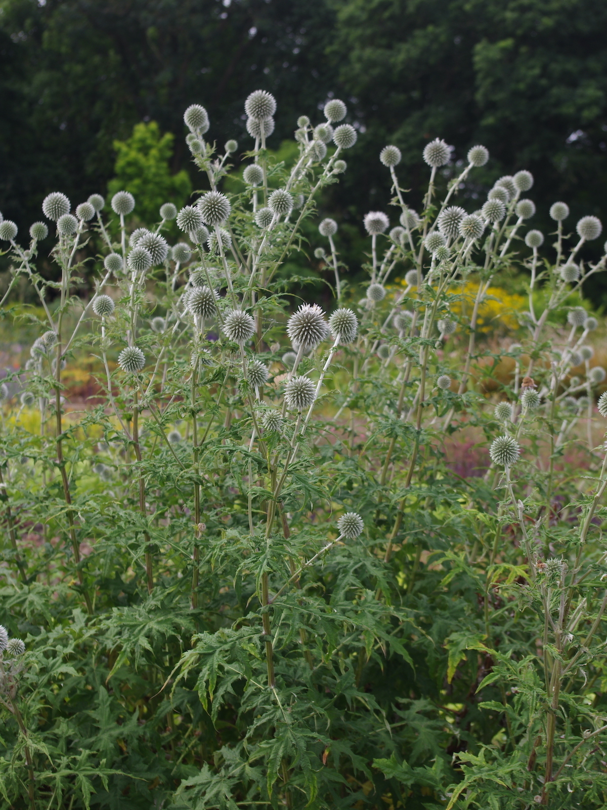 Echinops 'Arctic Glow' - The Beth Chatto Gardens