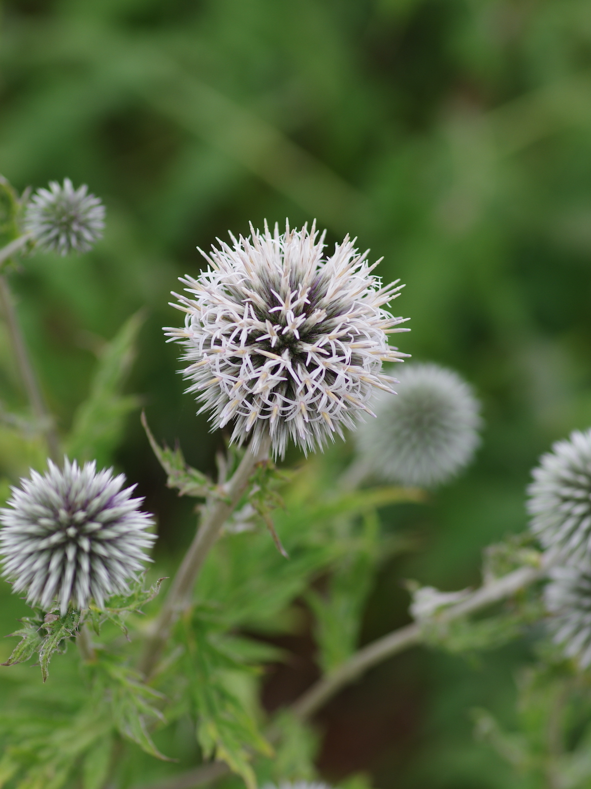 Echinops 'Arctic Glow' - The Beth Chatto Gardens