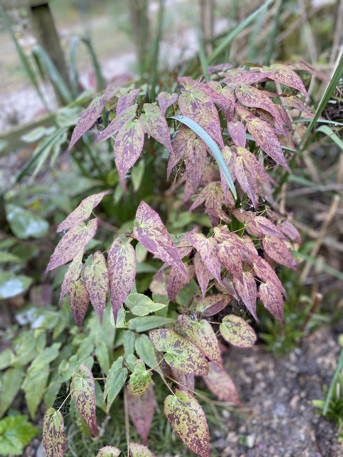 Epimedium 'Pink Champagne' - Beth Chatto's Plants