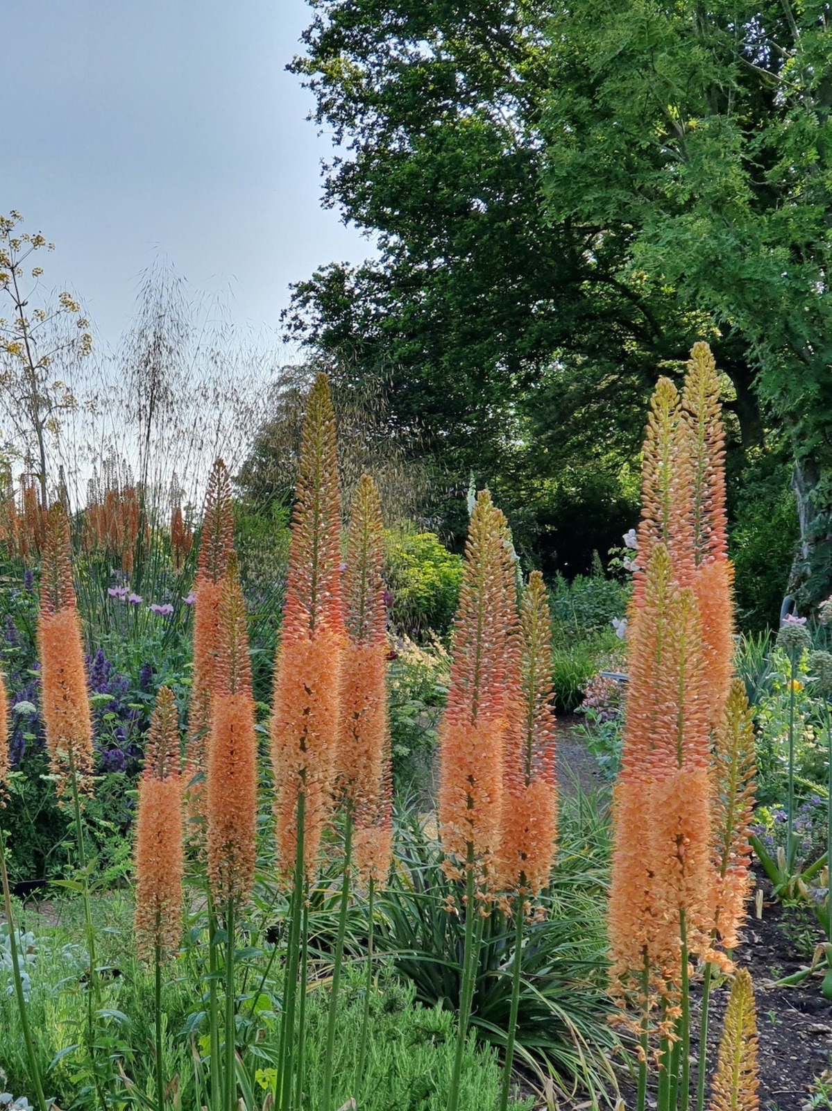 Eremurus 'Cleopatra' (DB) - Beth Chatto's Plants & Gardens
