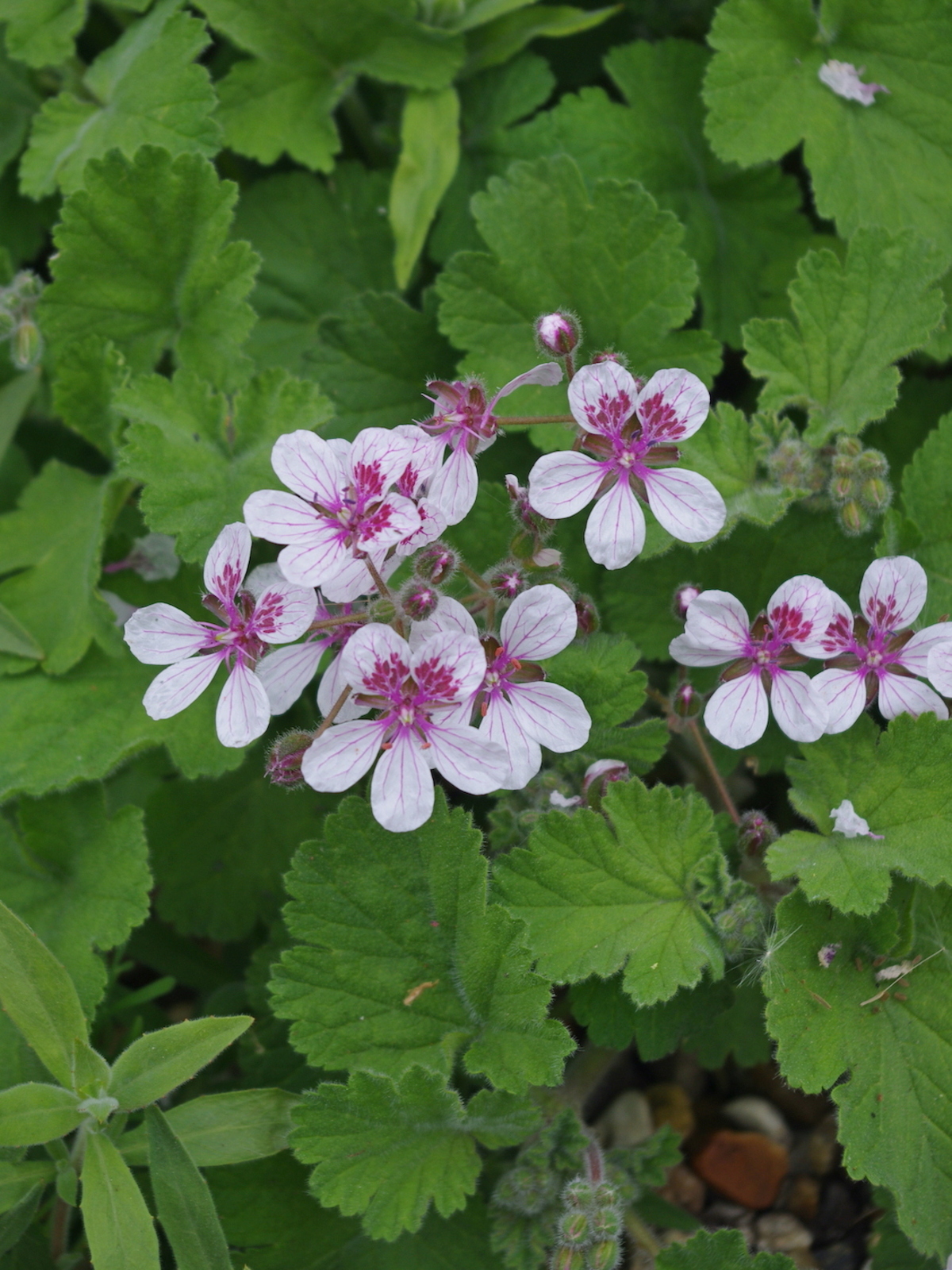 Erodium pelargoniflorum - Beth Chatto's Plants & Gardens