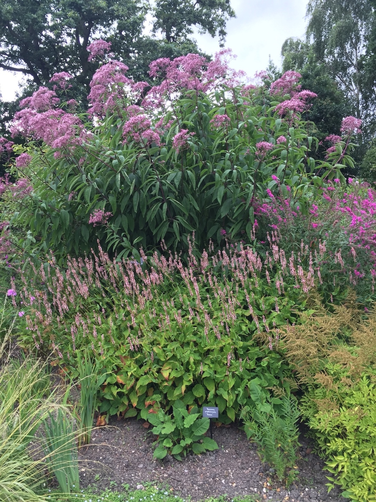 Eupatorium Atropurpureum Grp - The Beth Chatto Gardens