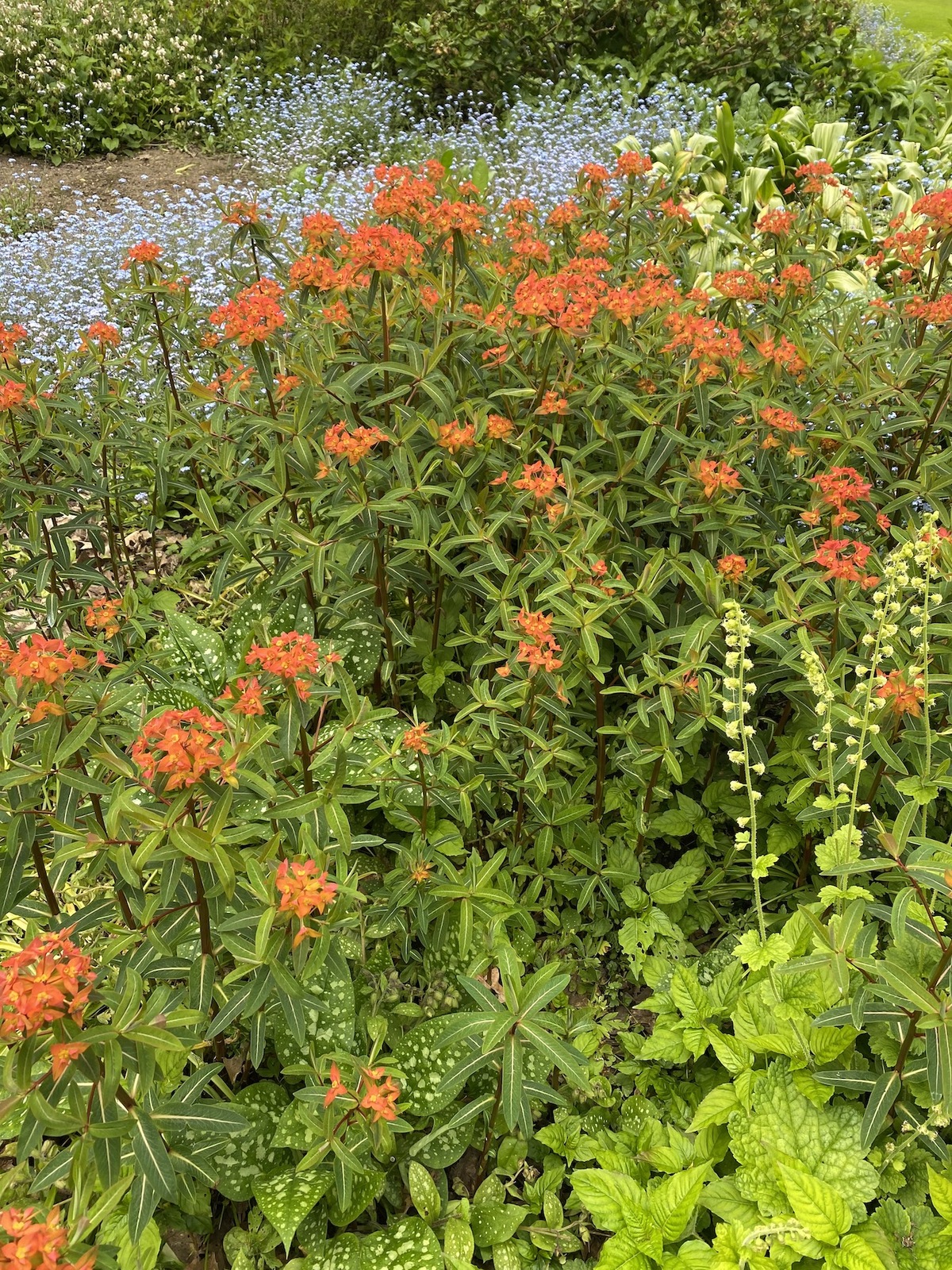 Euphorbia griffithii 'Fireglow' - Beth Chatto's Plants & Gardens