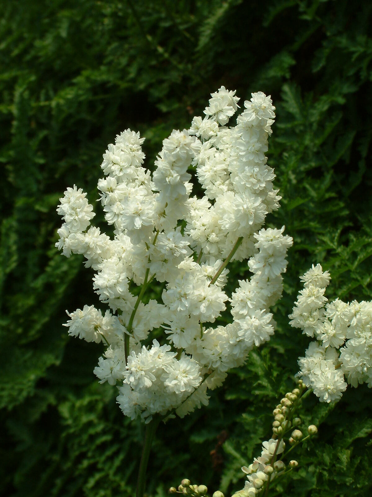 Filipendula Flore Plena | ubicaciondepersonas.cdmx.gob.mx