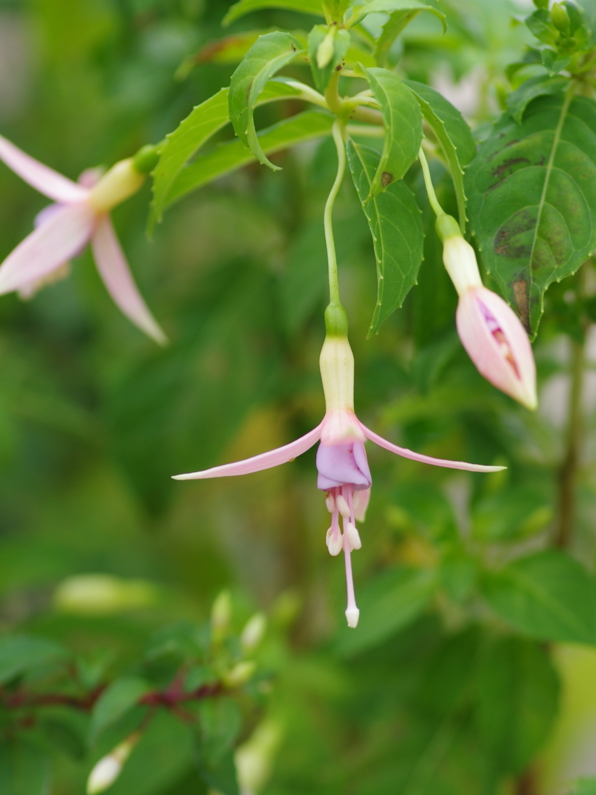 Fuchsia 'Grayrigg' - Beth Chatto's Plants & Gardens