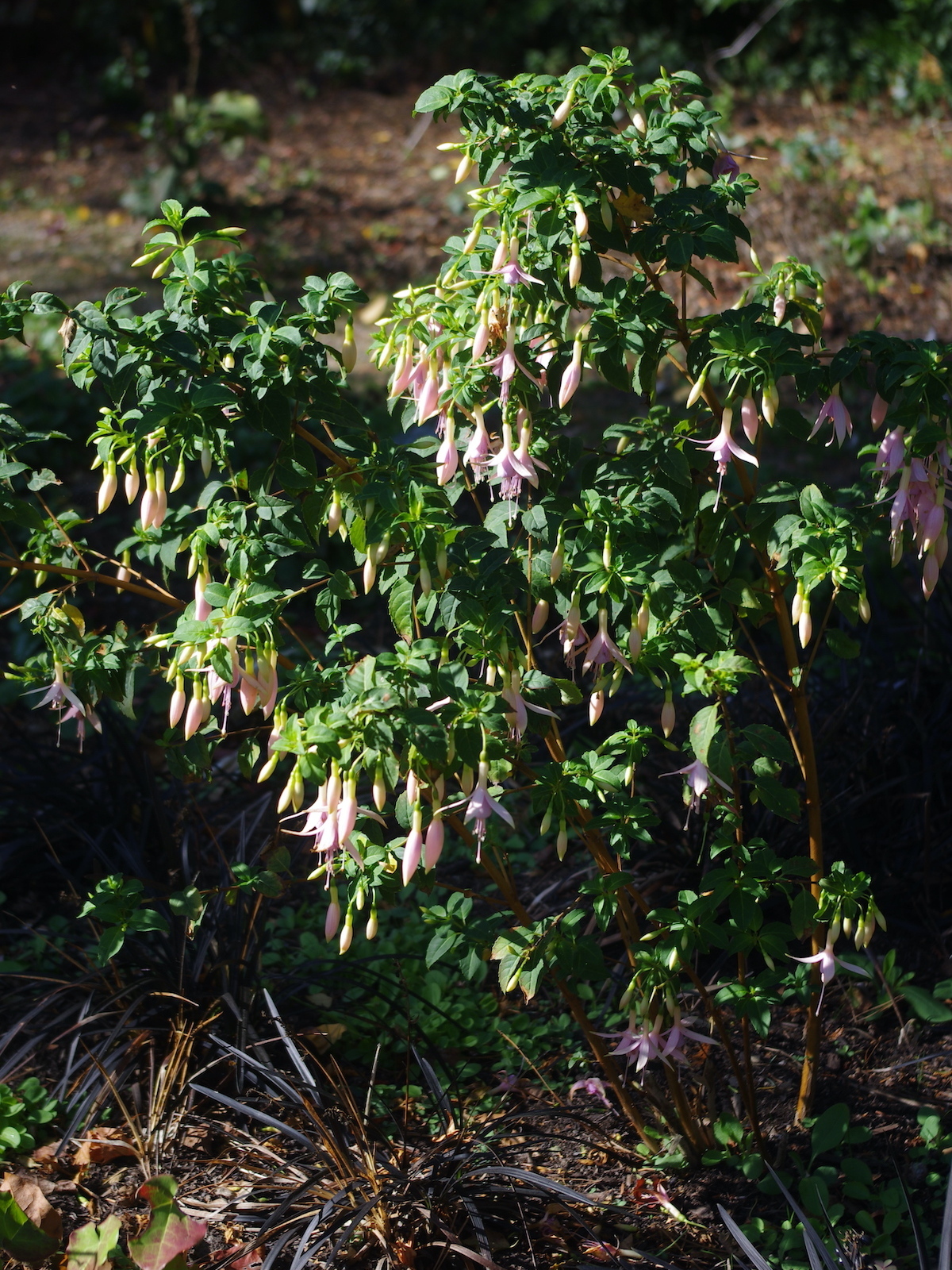 Fuchsia 'Grayrigg' - Beth Chatto's Plants & Gardens