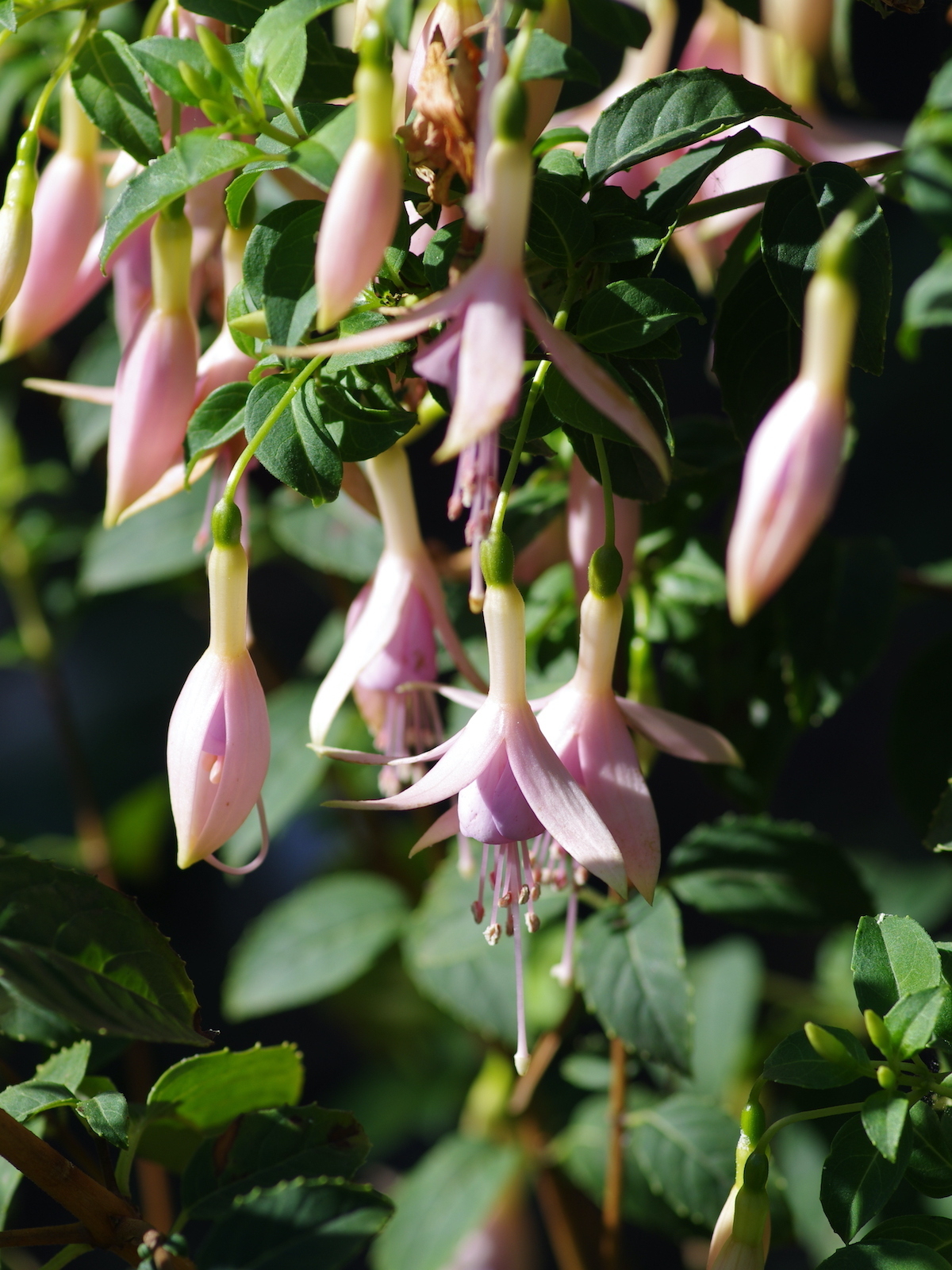 Fuchsia 'Grayrigg' - Beth Chatto's Plants & Gardens