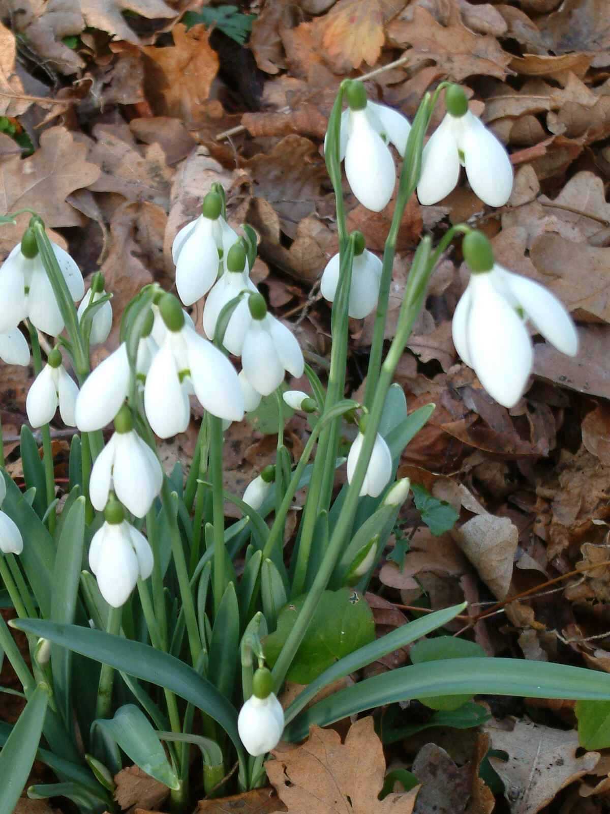 Galanthus 'Brenda Troyle' - Beth Chatto's Plants & Gardens